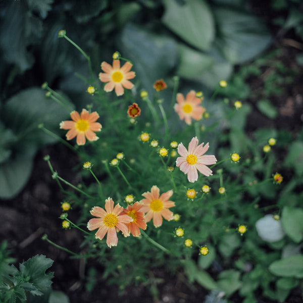Créme Caramel Coreopsis Plants | Plantgem