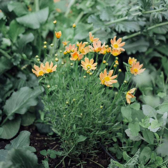 Créme Caramel Coreopsis Plants | Plantgem