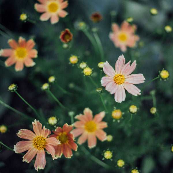 Créme Caramel Coreopsis Plants | Plantgem