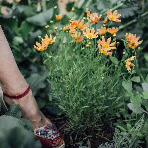 Créme Caramel Coreopsis Plants | Plantgem