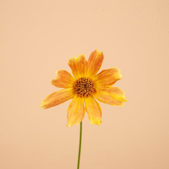 Créme Caramel Coreopsis Plants | Plantgem
