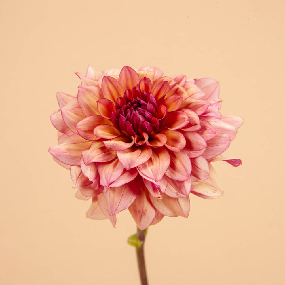 Crème de Cognac Dahlia – Plantgem