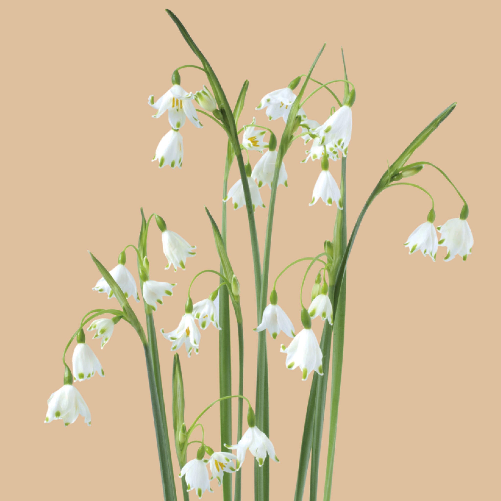 Giant Snowflake Aestivum | 12 Bulbs | Plantgem