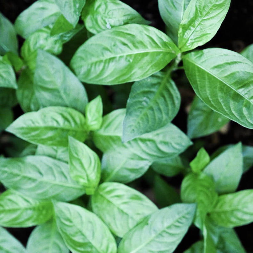 Persicaria Japanese Indigo Seeds – Plantgem