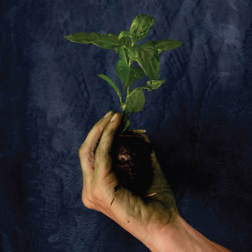 Persicaria Japanese Indigo Seeds – Plantgem