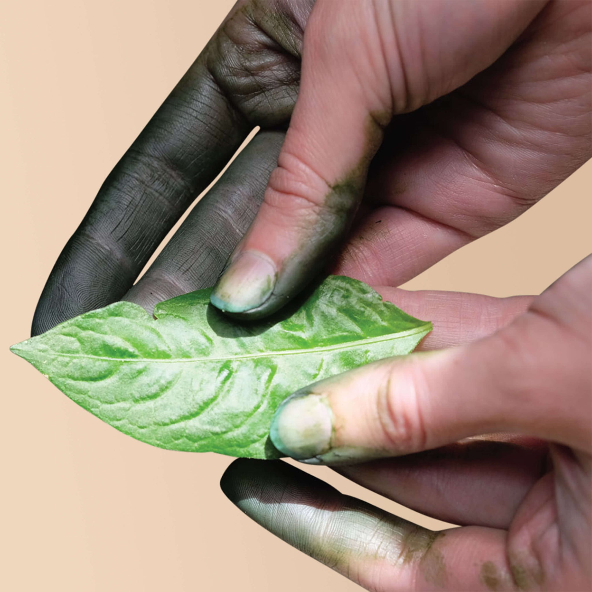 Persicaria Japanese Indigo Seeds – Plantgem