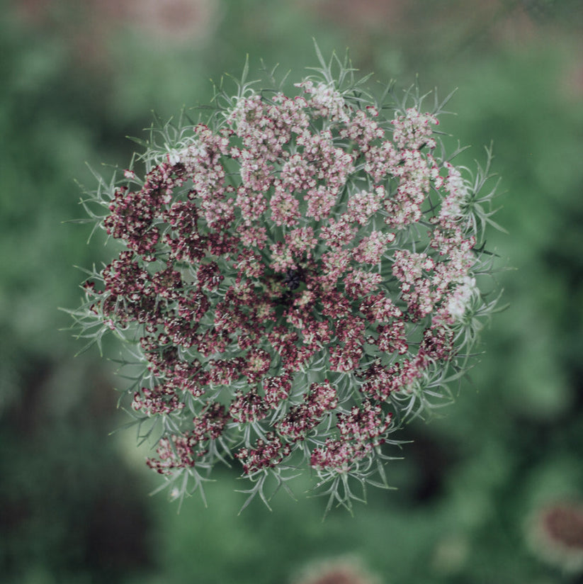 Chocolate Lace Flower Plants | Plantgem