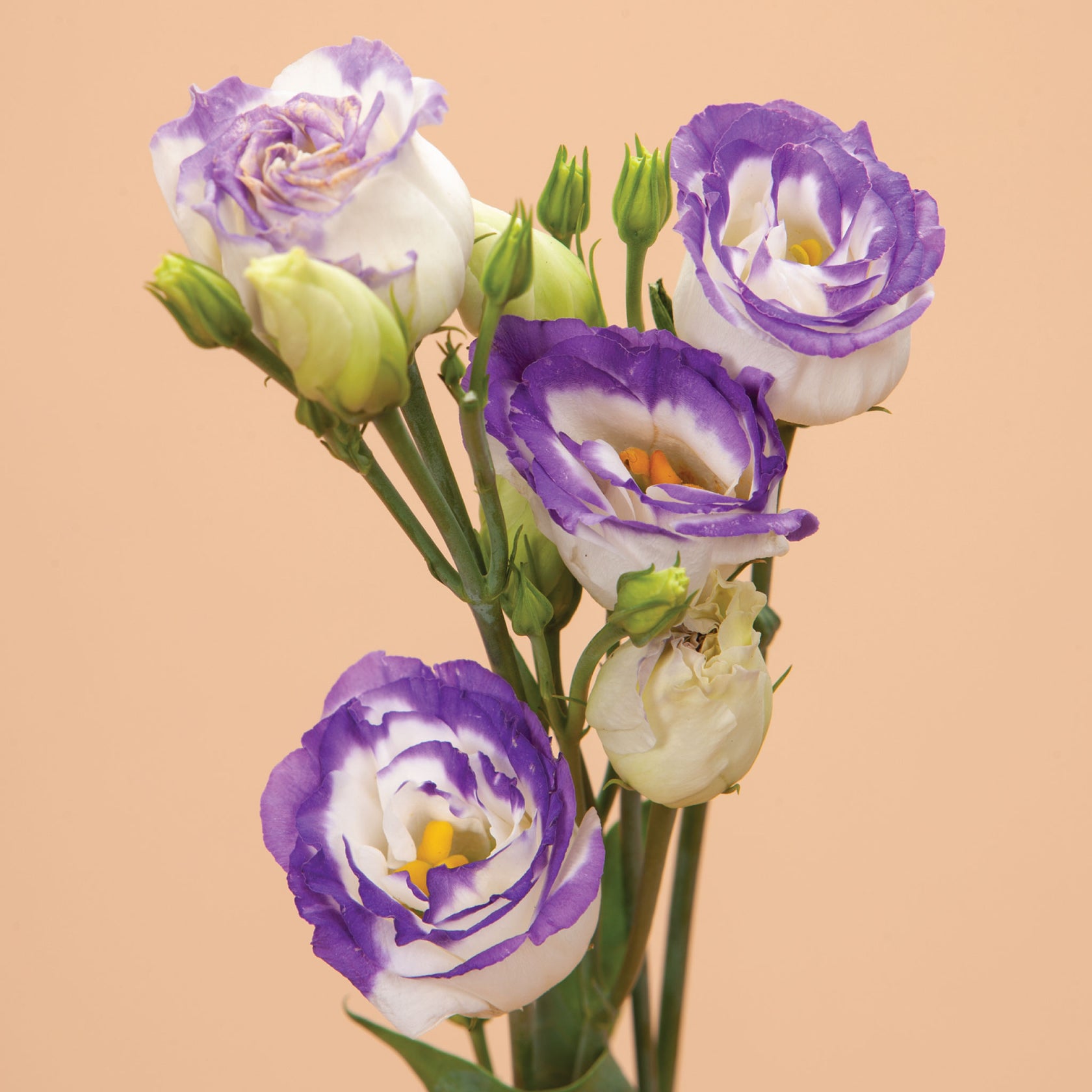 Blue Picotee Lisianthus Summer Annual Flower | PlantGem – Plantgem