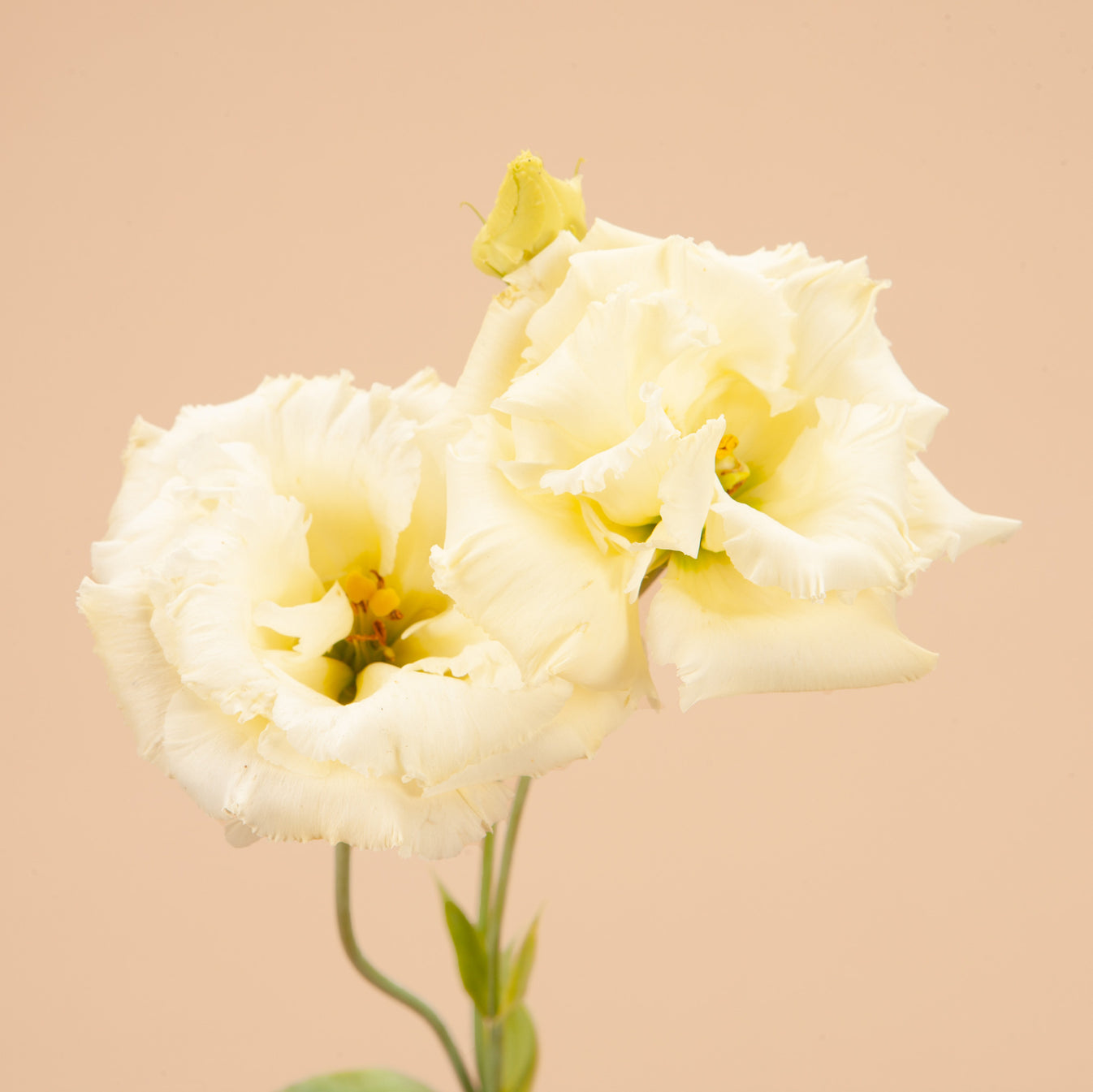 Corelli Yellow Lisianthus Plants | Plantgem