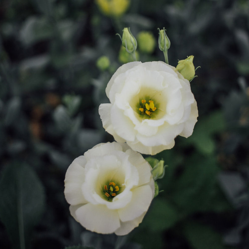 Corelli Yellow Lisianthus Plants | Plantgem