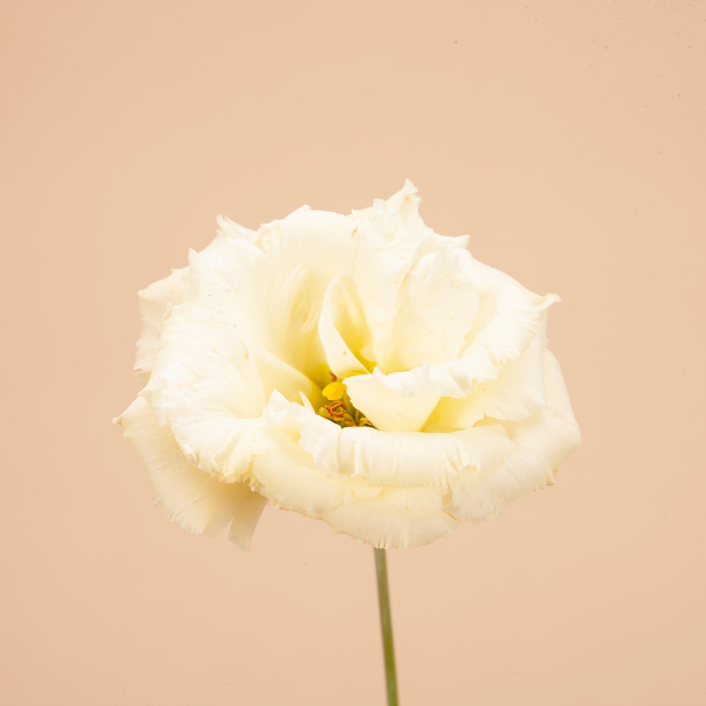 Corelli Yellow Lisianthus Plants | Plantgem