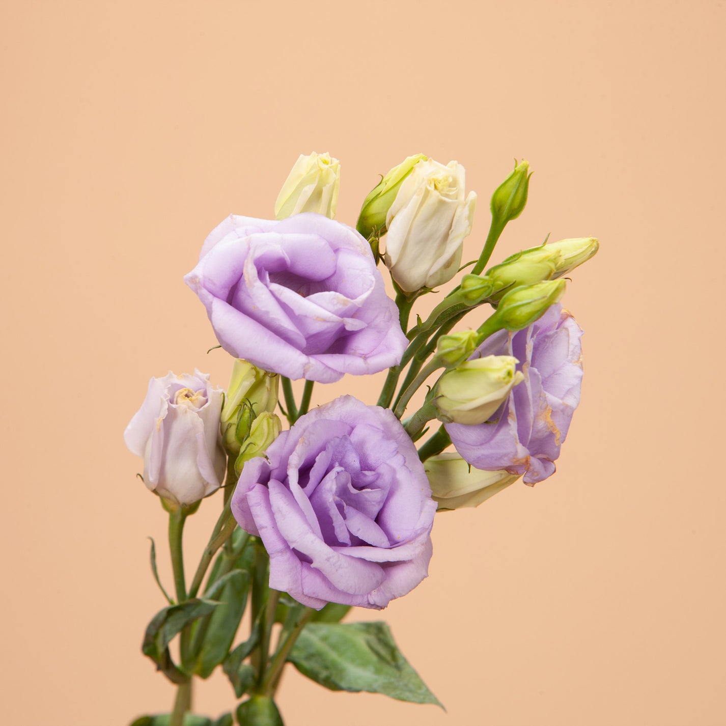 Echo Lavender Lisianthus Plants | Plantgem