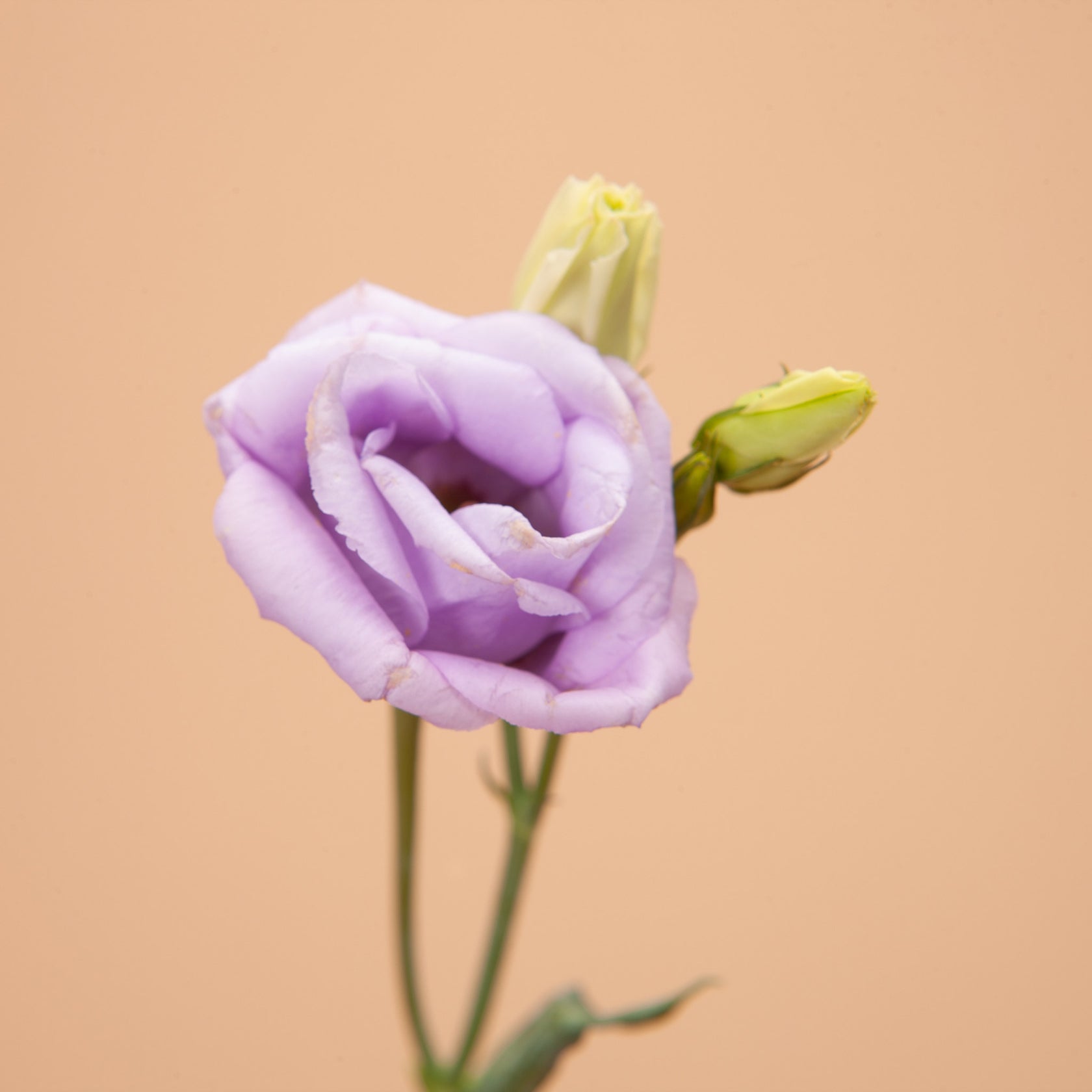 Echo Lavender Lisianthus Plants | Plantgem