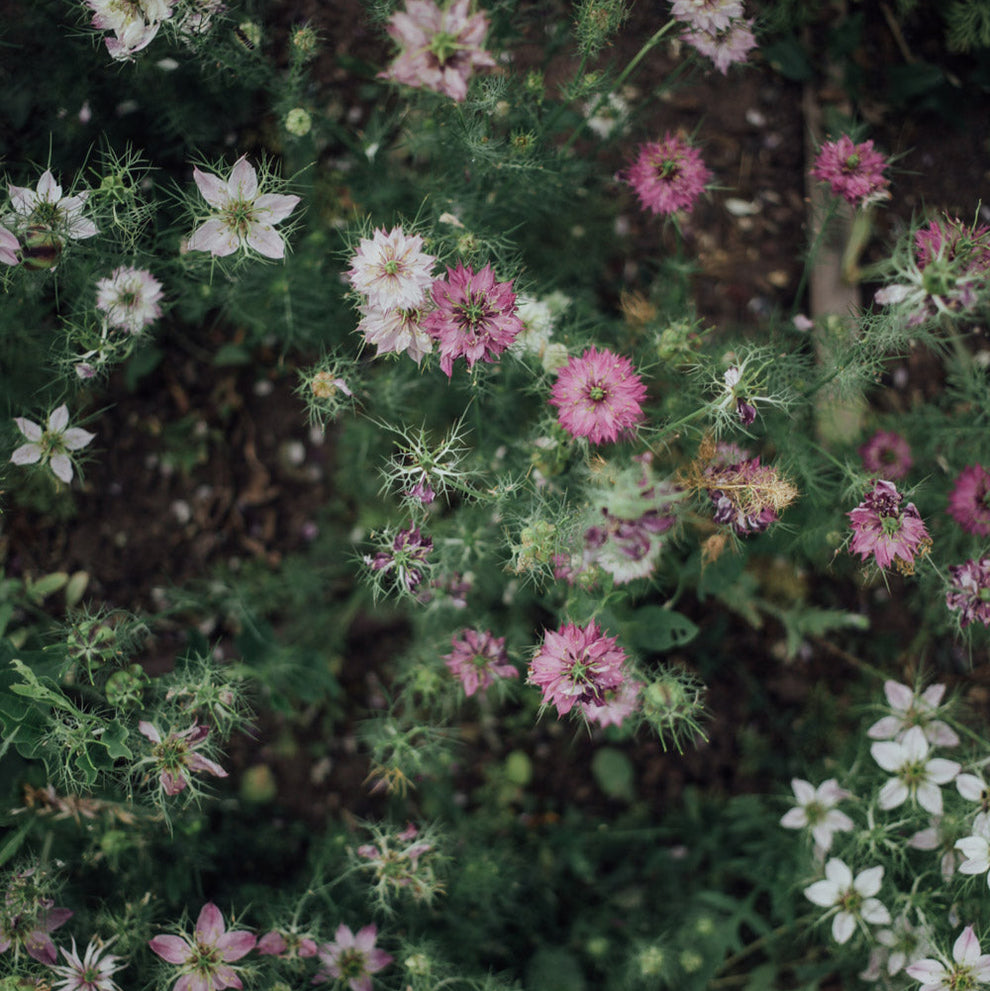 Mulberry Rose Love in a Mist Plants | Plantgem