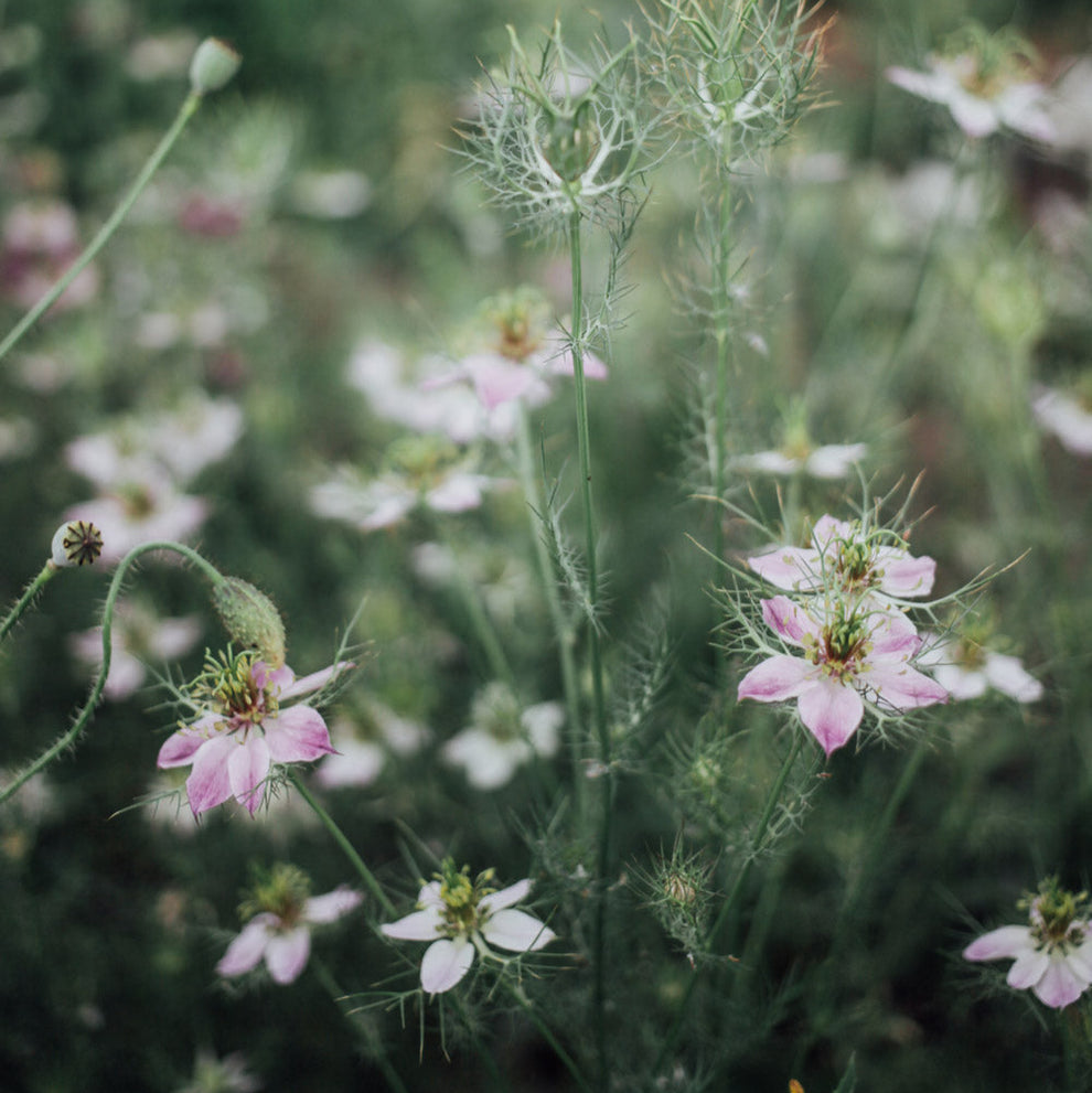 Mulberry Rose Love in a Mist Plants | Plantgem