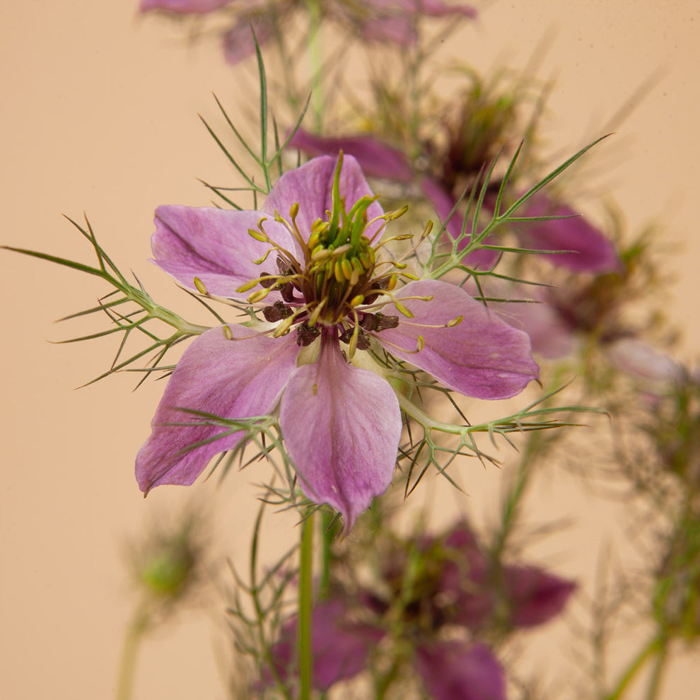 Mulberry Rose Love in a Mist Plants | Plantgem