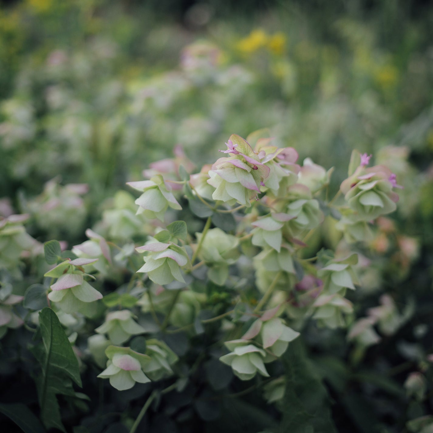 Kirigami Oregano Plants | Plantgem