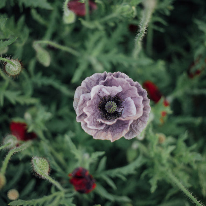 Amazing Grey Shirley Poppy Seeds | Plantgem