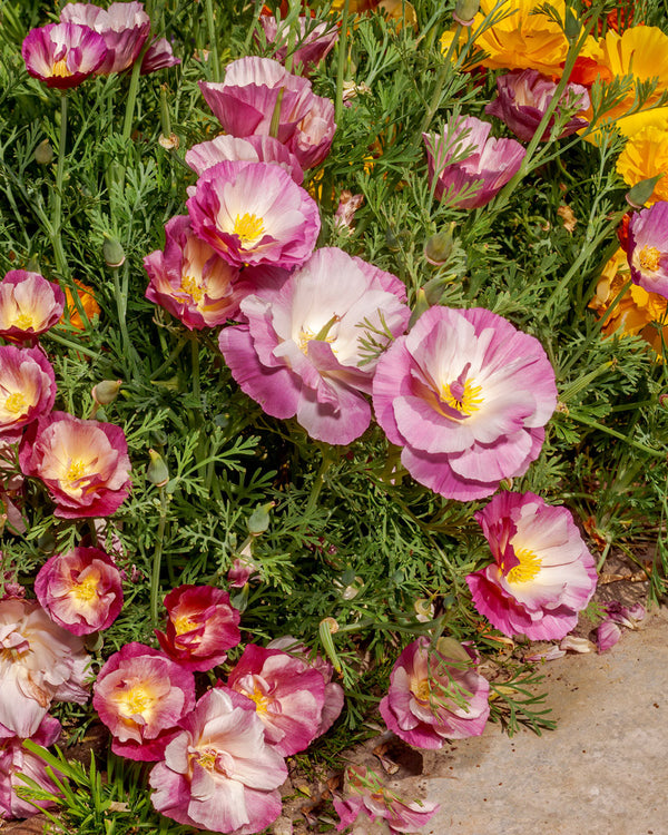 California Poppy Thai Silk Appleblossom Chiffon Seeds – Plantgem