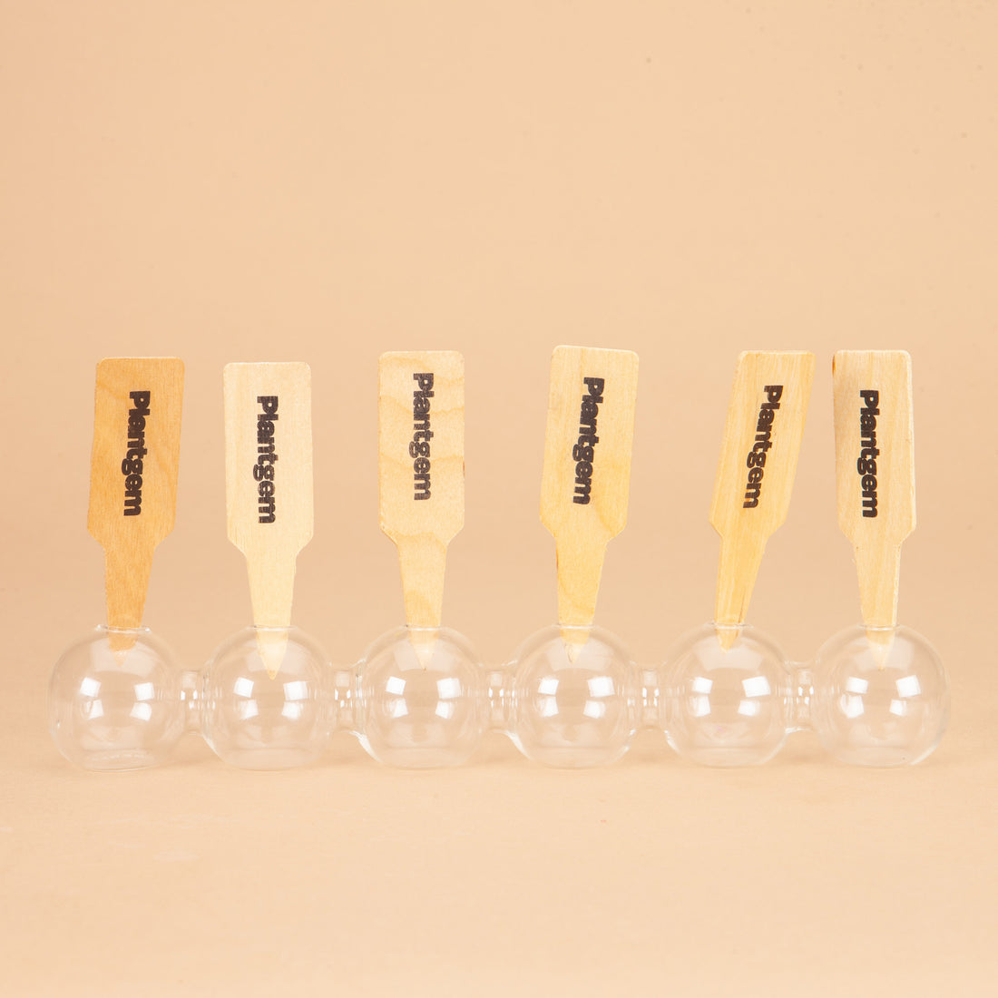 Mistral Rarity Anemone | 20 Corms | Plantgem