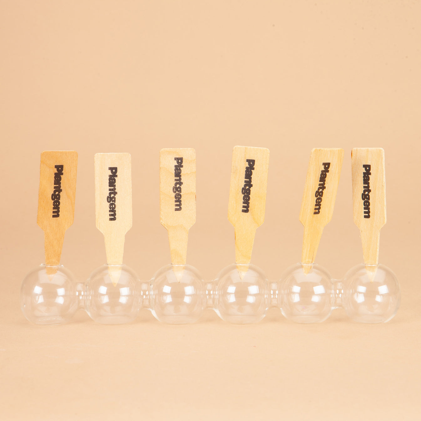 Mistral Rarity Anemone | 20 Corms | Plantgem