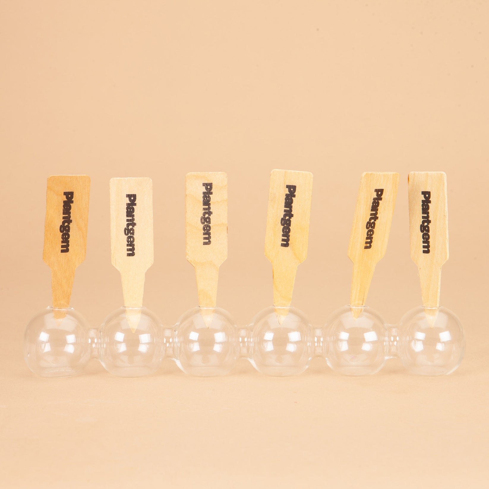 Mistral Rarity Anemone | 20 Corms | Plantgem