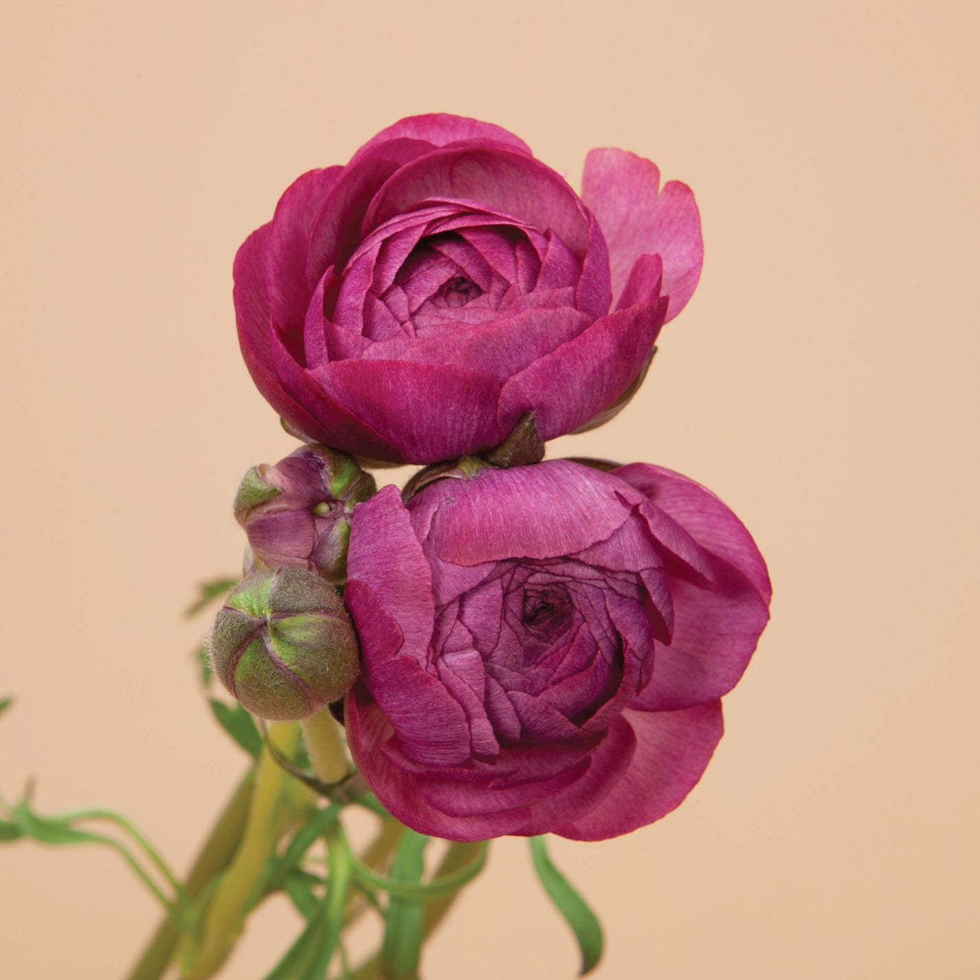 La Belle Violet Ranunculus | 15 Corms | Plantgem