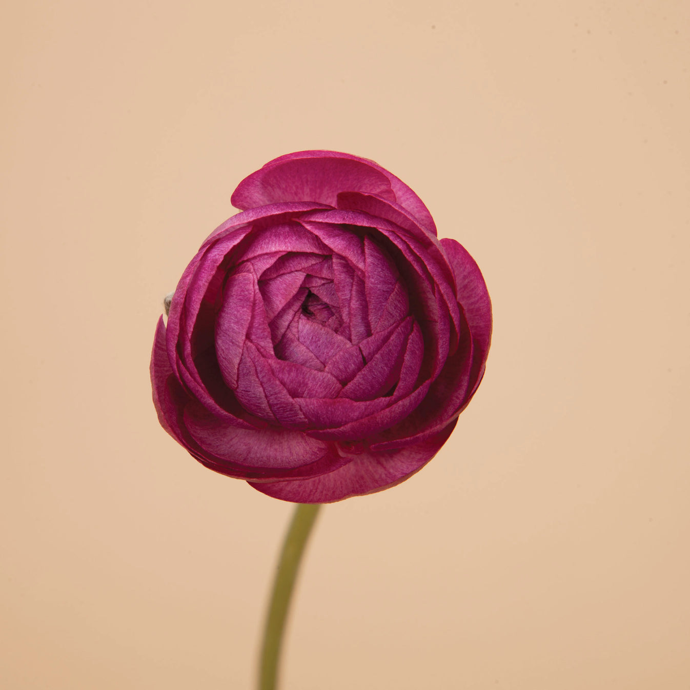 La Belle Violet Ranunculus | 15 Corms | Plantgem