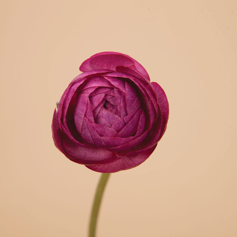 La Belle Violet Ranunculus | 15 Corms | Plantgem