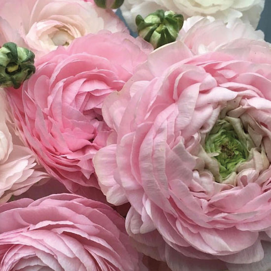 Rose Chiaro Ranunculus | 15 Corms | Plantgem