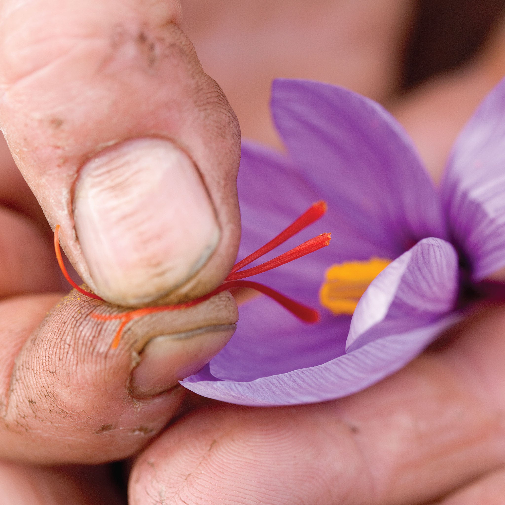Crocus Saffron Bulbs – Plantgem