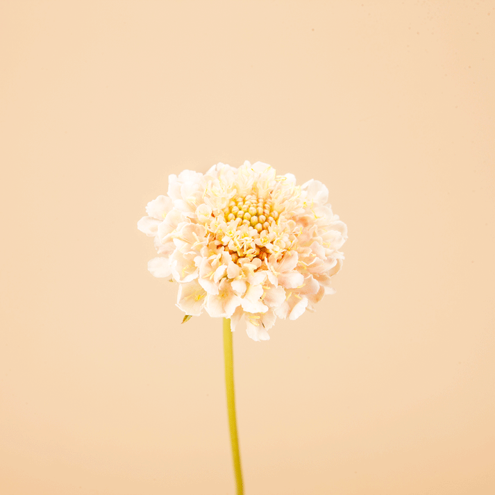 Fata Morgana Scabiosa Plants – Plantgem