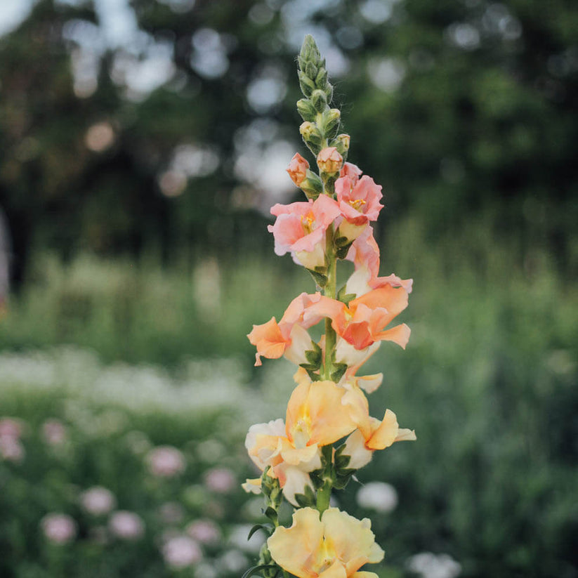 Chantilly Salmon Snapdragon Seeds – Plantgem
