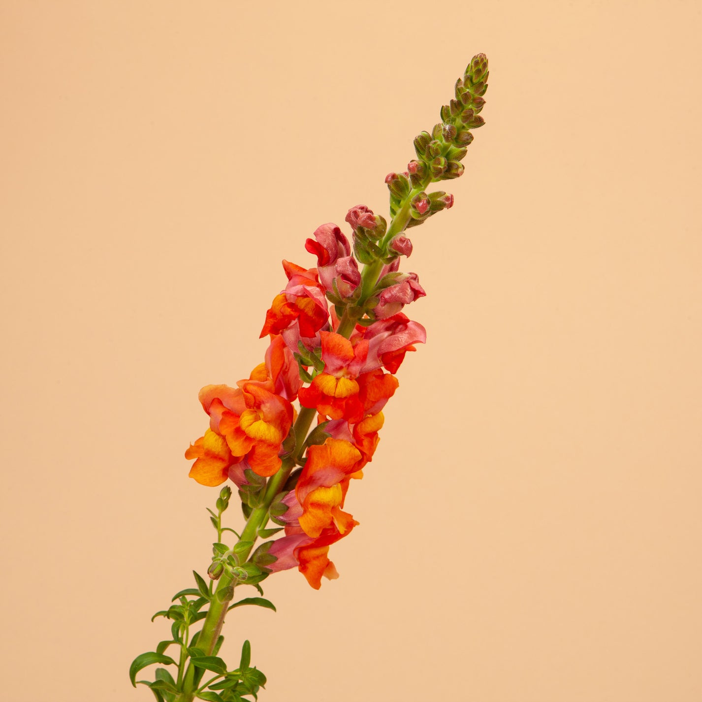 Potomac Dark Orange Snapdragon Plants – Plantgem