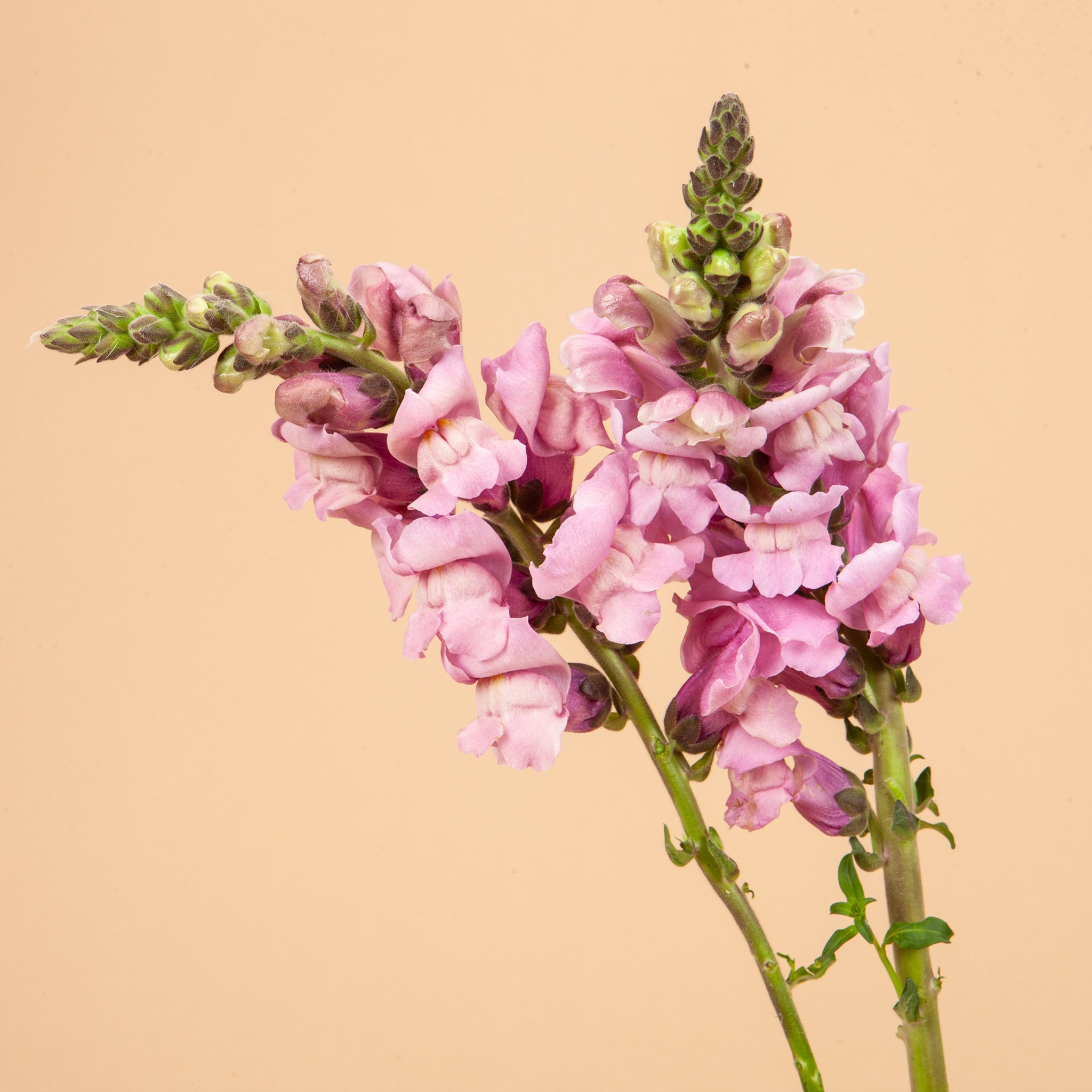 Potomac Lavender Snapdragon Plants – Plantgem