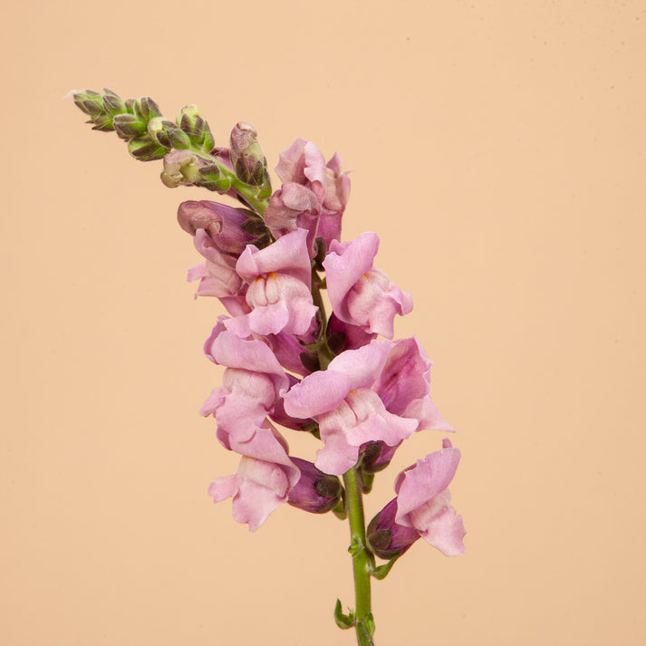 Potomac Lavender Snapdragon Plants – Plantgem