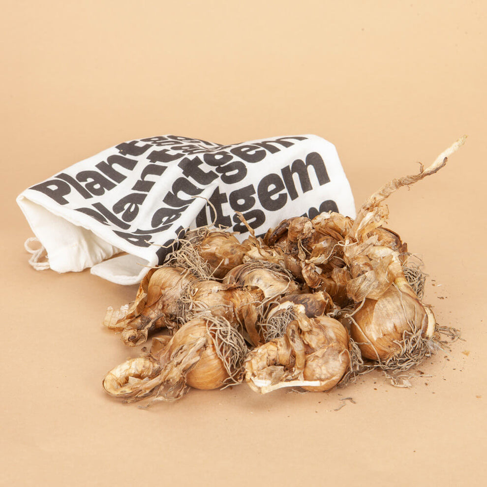 Snowflake Aestivum Giant Bulbs – Plantgem