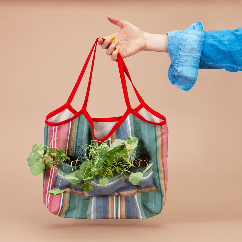 Cream Troika Nasturtium Seeds | Plantgem