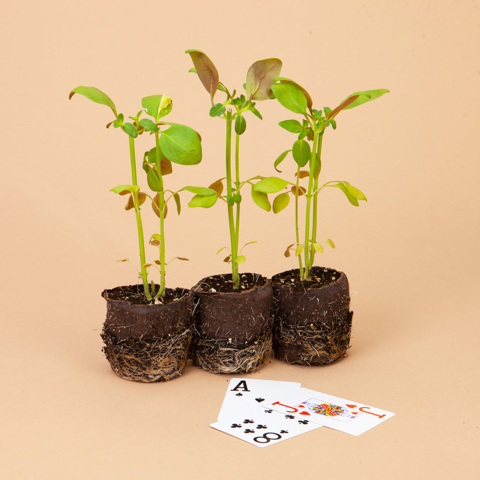 Orleans Early Lemon Yellow Snapdragon Plants | Plantgem