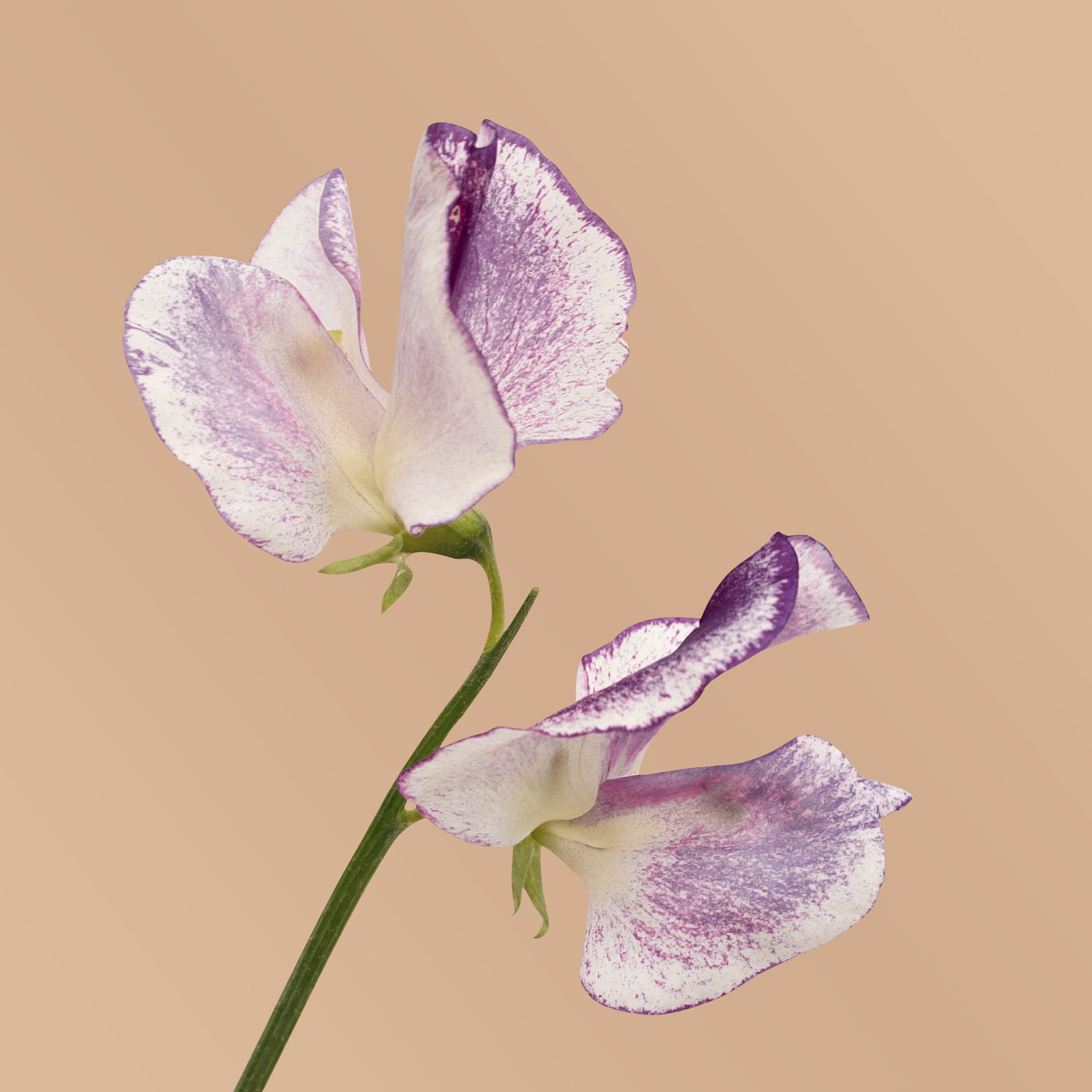 Sweet Pea Nimbus Summer Annual Flowers Seeds | Plantgem