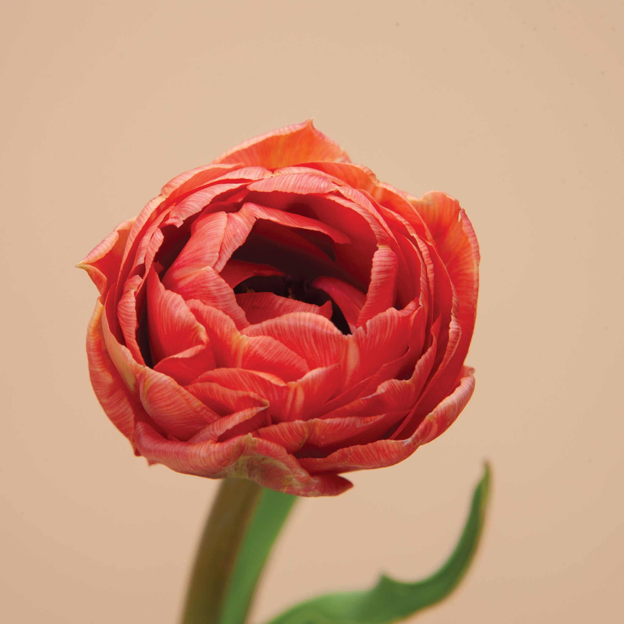 Copper Image Tulip | 12 Bulbs | Plantgem