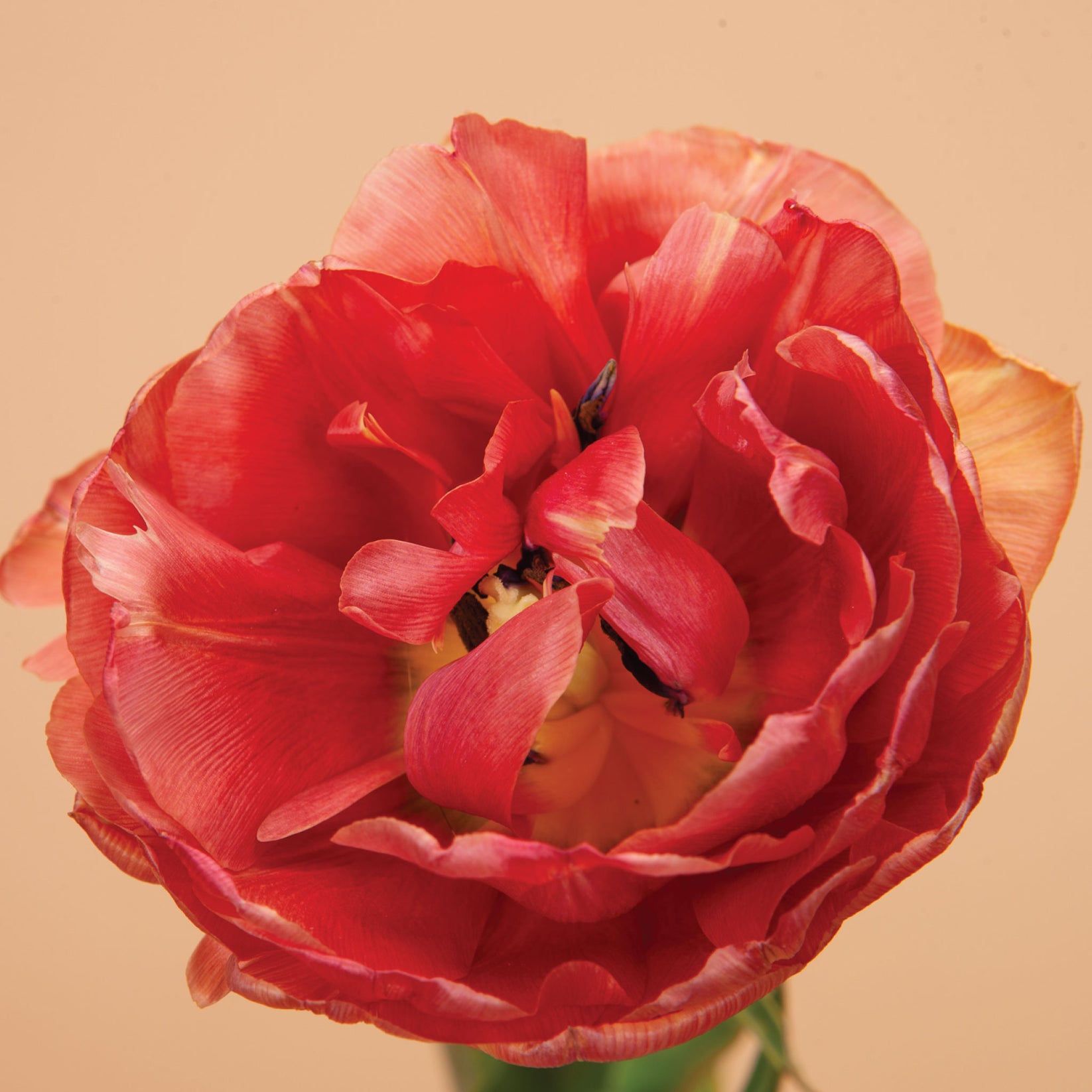 Copper Image Tulip | 12 Bulbs | Plantgem