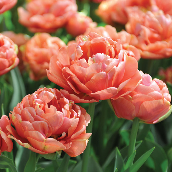 Copper Image Tulip | 12 Bulbs | Plantgem